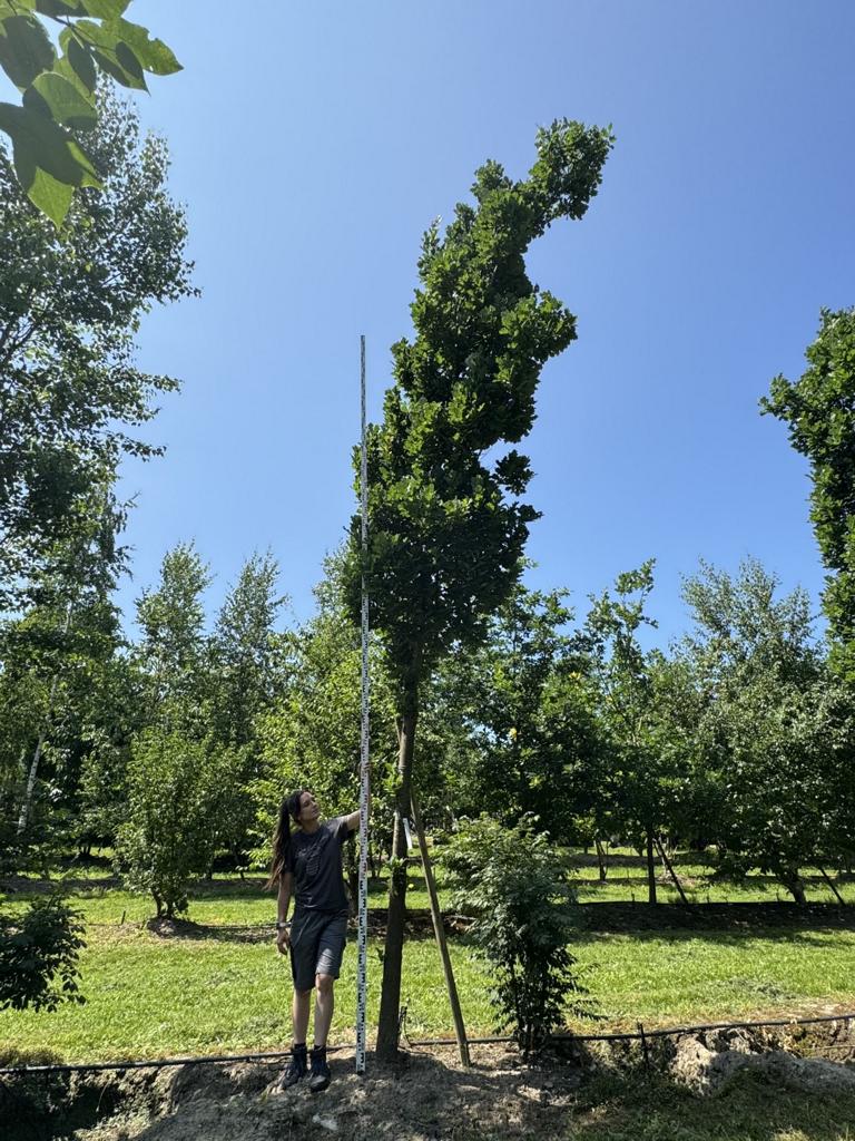 Quercus robur 'Fastigiate Koster' – Baumschule von Dach