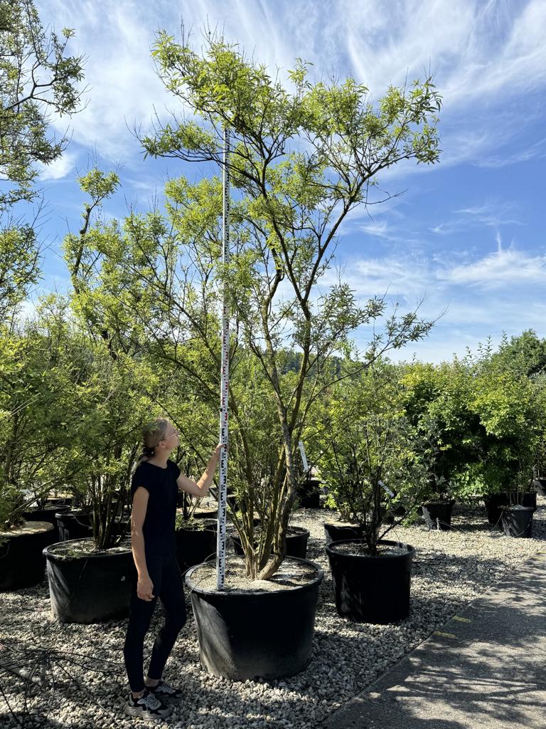 Vitex agnus-castus – Baumschule von Dach
