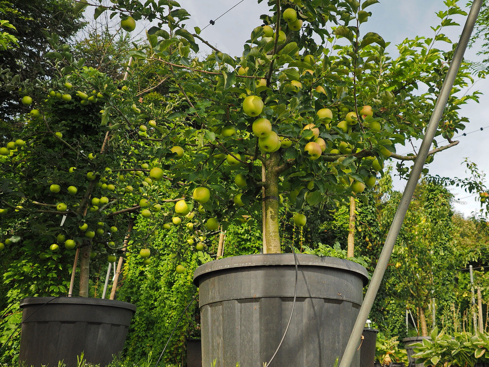 Obstbäume & Beerenobst – Baumschule von Dach