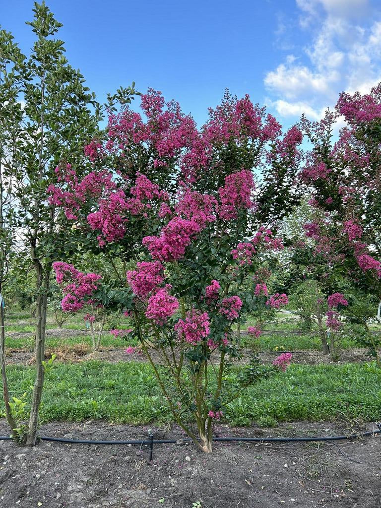 Lagerstroemia indica 'Rosea' – Baumschule von Dach