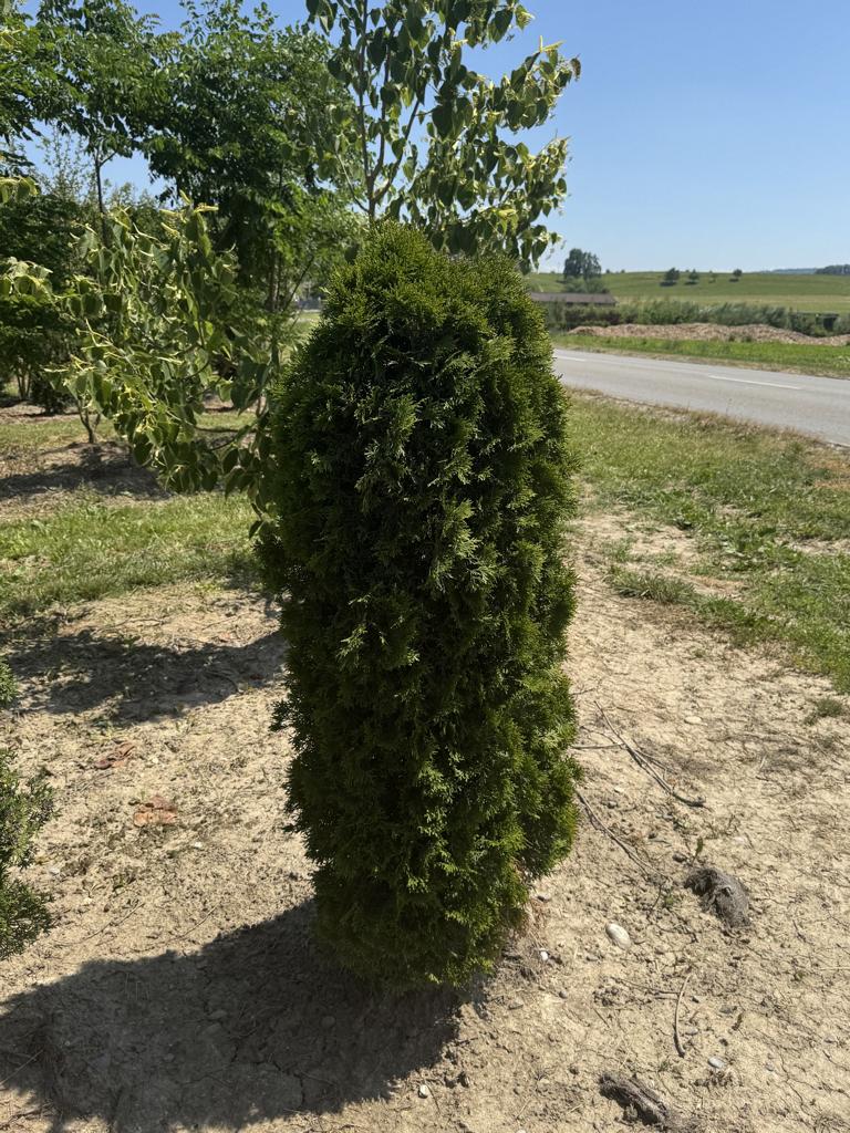 Thuja occidentalis 'Fastigiata' – Baumschule von Dach